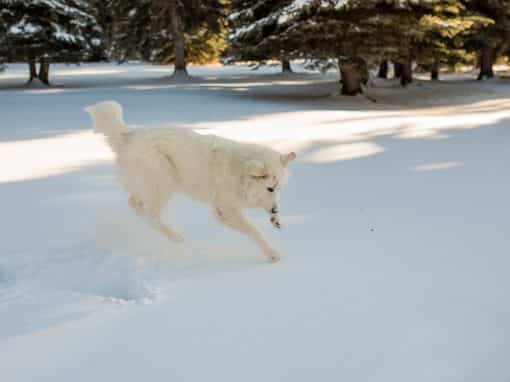 Juniper & Tucker, Friends For Life - Lens And Leash