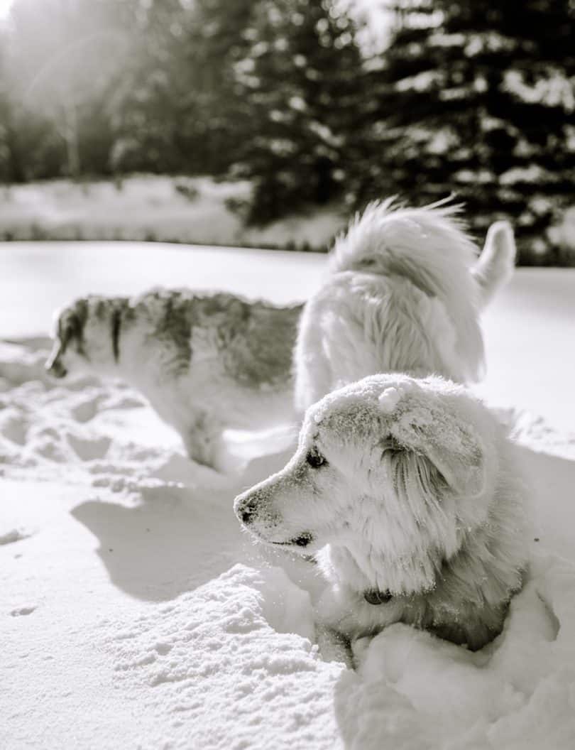 Juniper & Tucker, Friends For Life - Lens And Leash