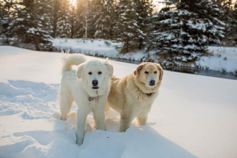 Juniper & Tucker, Friends For Life - Lens And Leash