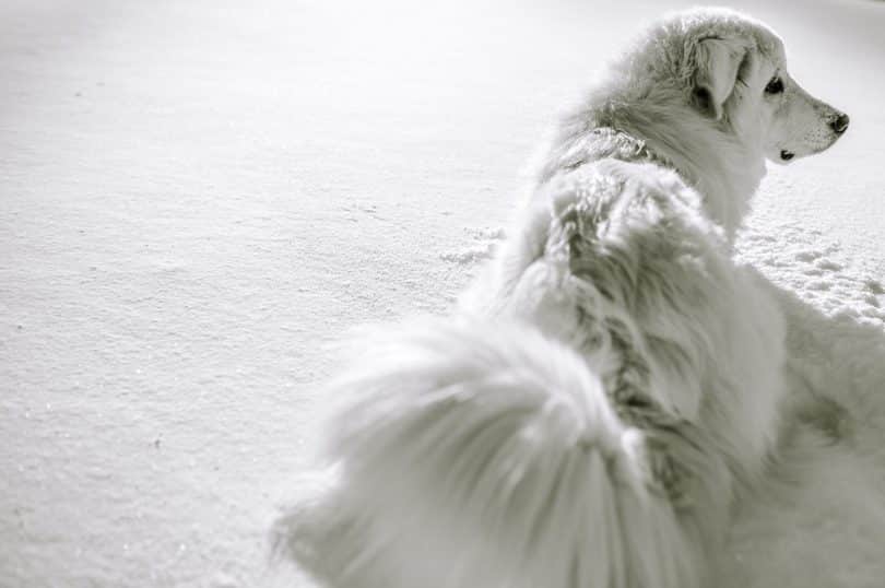 Juniper & Tucker, Friends For Life - Lens And Leash