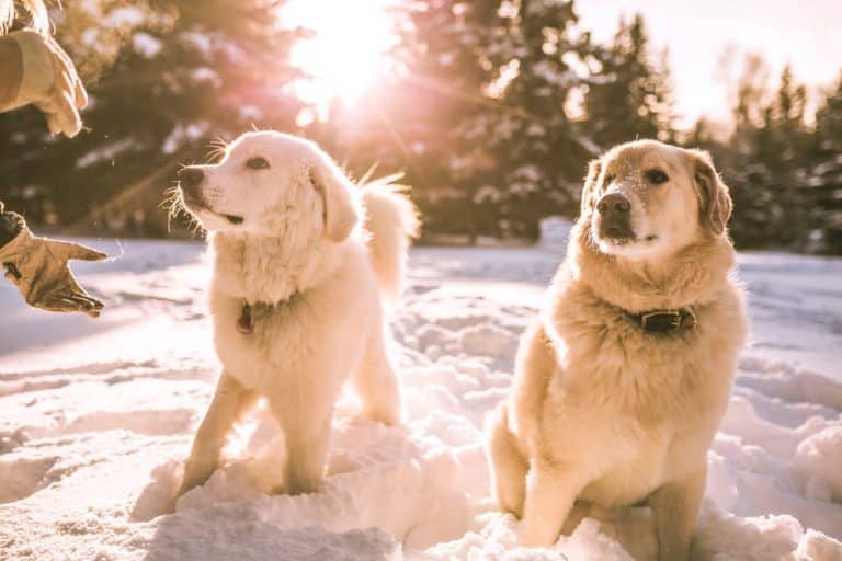 Juniper & Tucker, Friends For Life - Lens And Leash