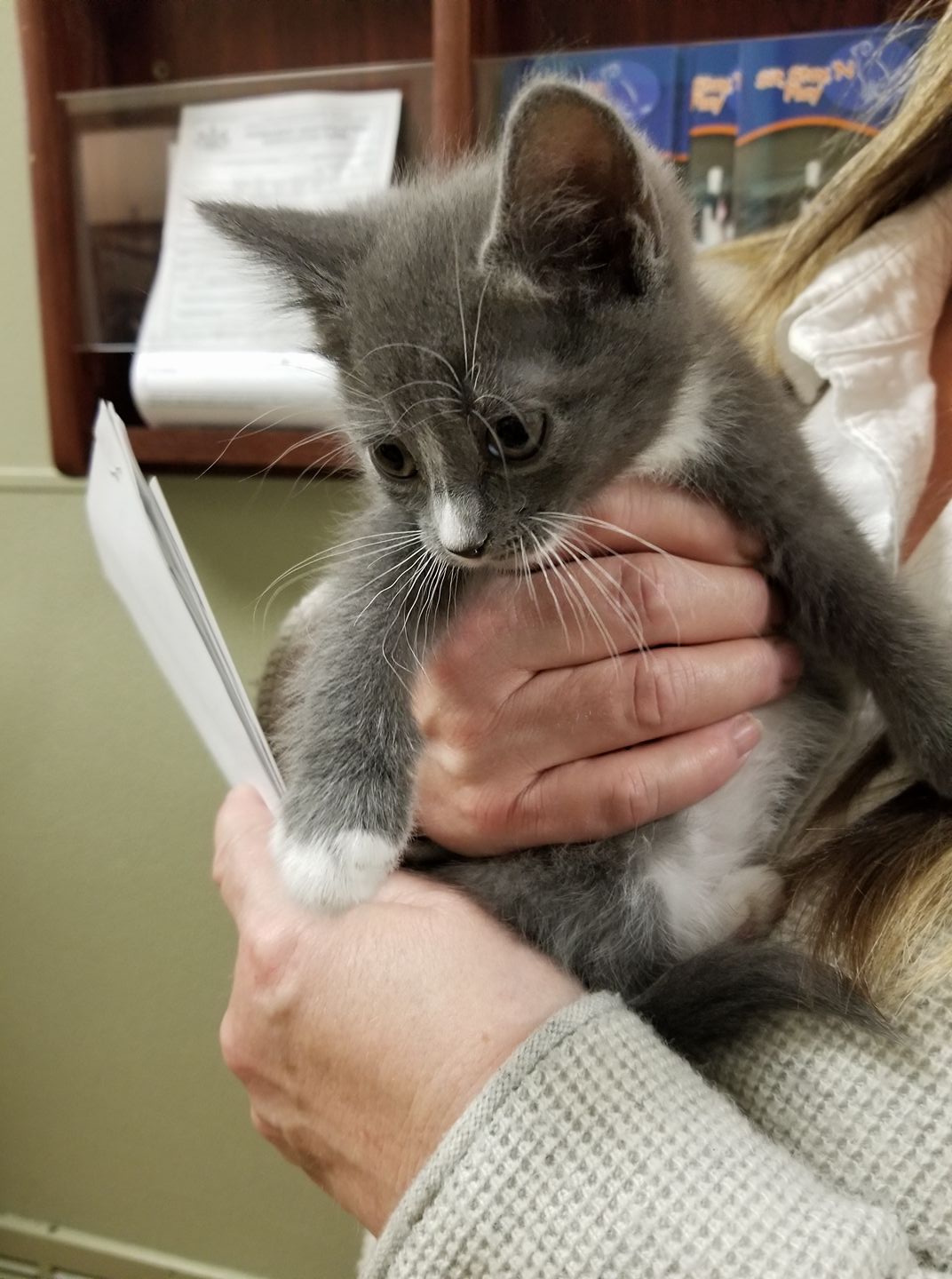 AWSOM - Animal Welfare of Monroe County - Lens And Leash