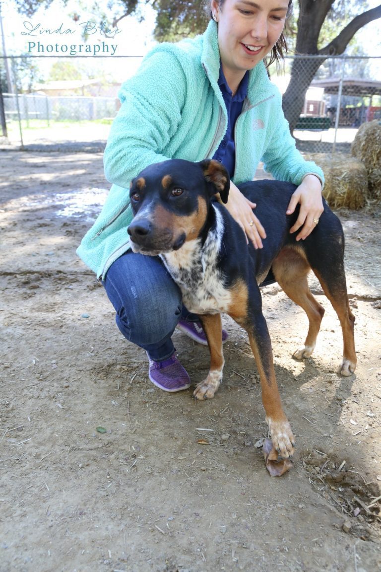Santa Barbara Humane Society - Lens And Leash