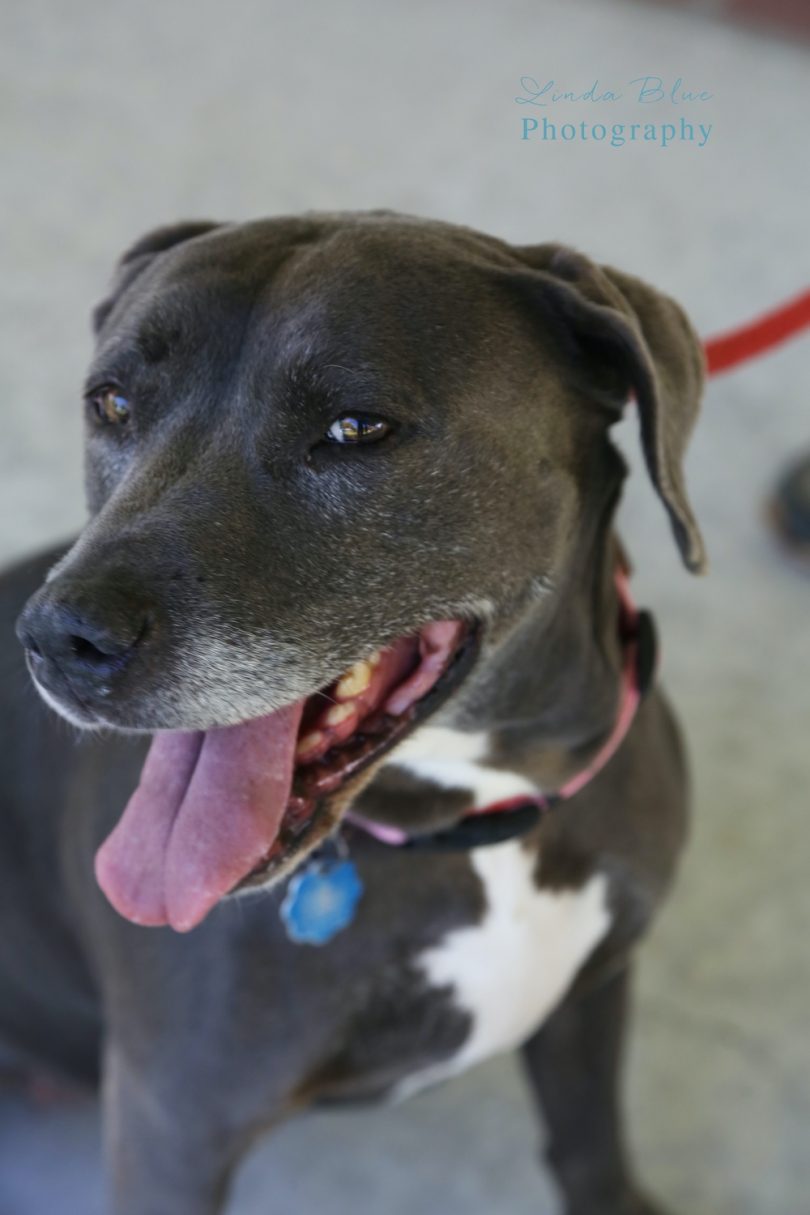 Santa Barbara Humane Society - Lens And Leash