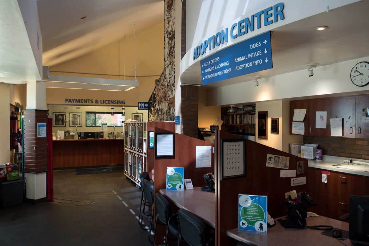 Seattle Animal Shelter - Lens And Leash