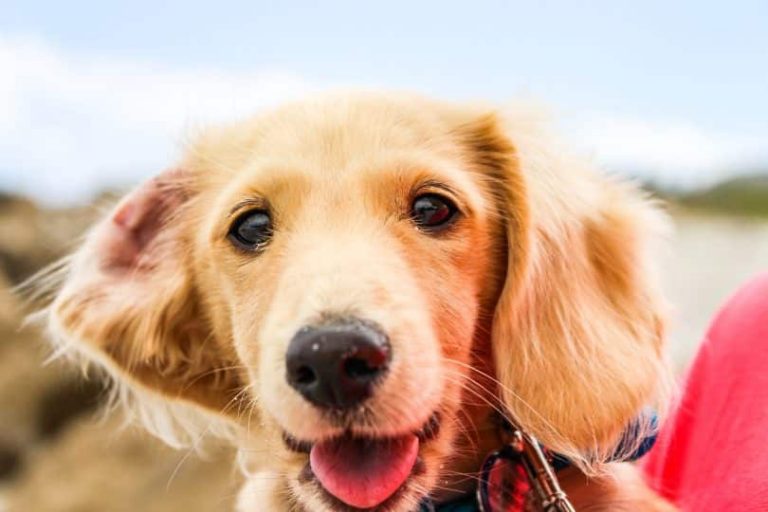 Top 10 Quiet Dog Breeds - Lens And Leash