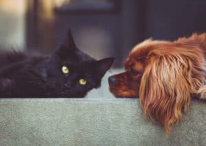Top 10 Dog Breeds That Are Good With Cats - Lens And Leash