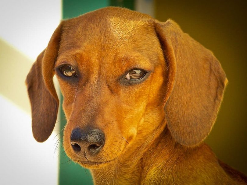 Top 10 Best Lap Dogs - Lens And Leash