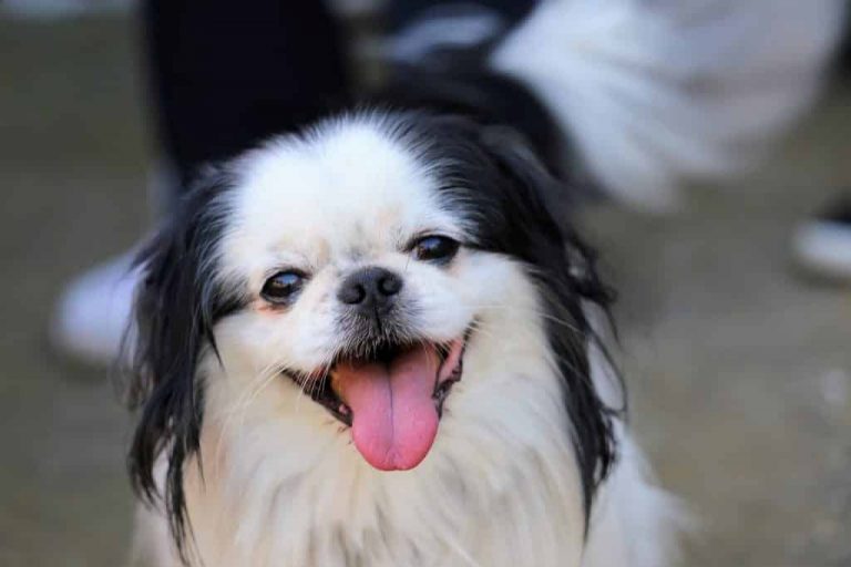 Top 10 Quiet Dog Breeds - Lens And Leash
