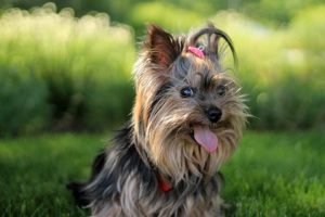 Top 10 Best Companion Dogs - Lens And Leash