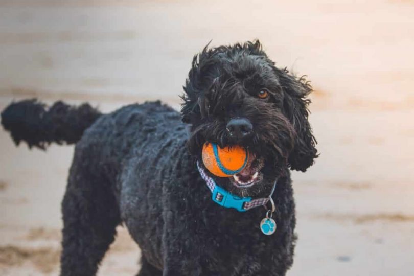 Top 10 Best Companion Dogs - Lens And Leash