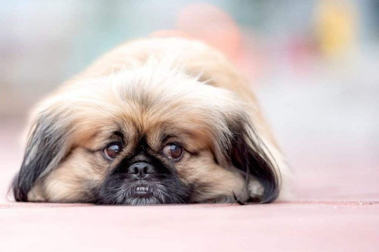 Top 10 Laid Back Dog Breeds - Lens And Leash