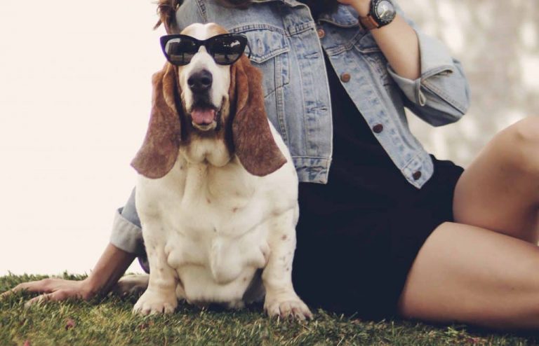 Top 10 Best Companion Dogs - Lens And Leash