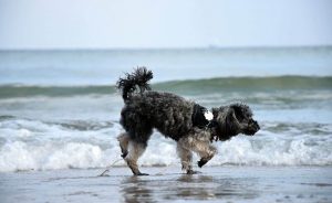 Top 10 Dog Breeds That Love Water - Lens And Leash