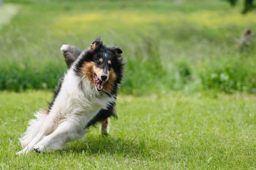 Top 10 Fastest Dog Breeds - Lens And Leash