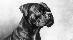 Boxer Dog History: Unraveling the Origins of This Loyal German Breed ...