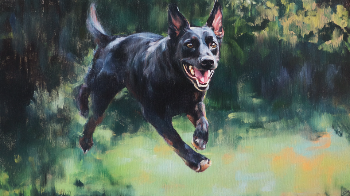 Training Your Australian Kelpie: Tips and Tricks - Lens And Leash